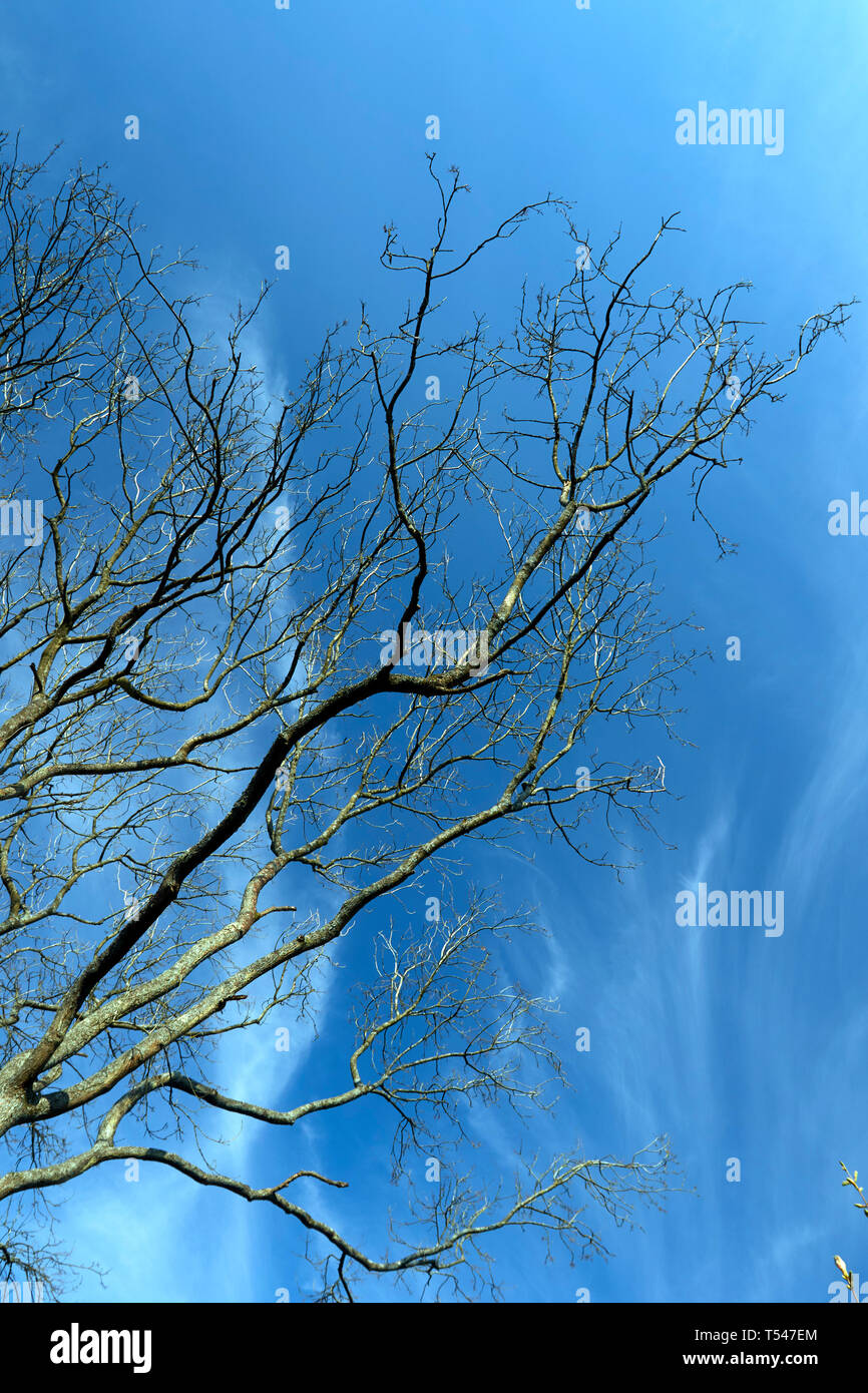 Skyscape abstract with leafless branches and blue sunlit sky Stock ...