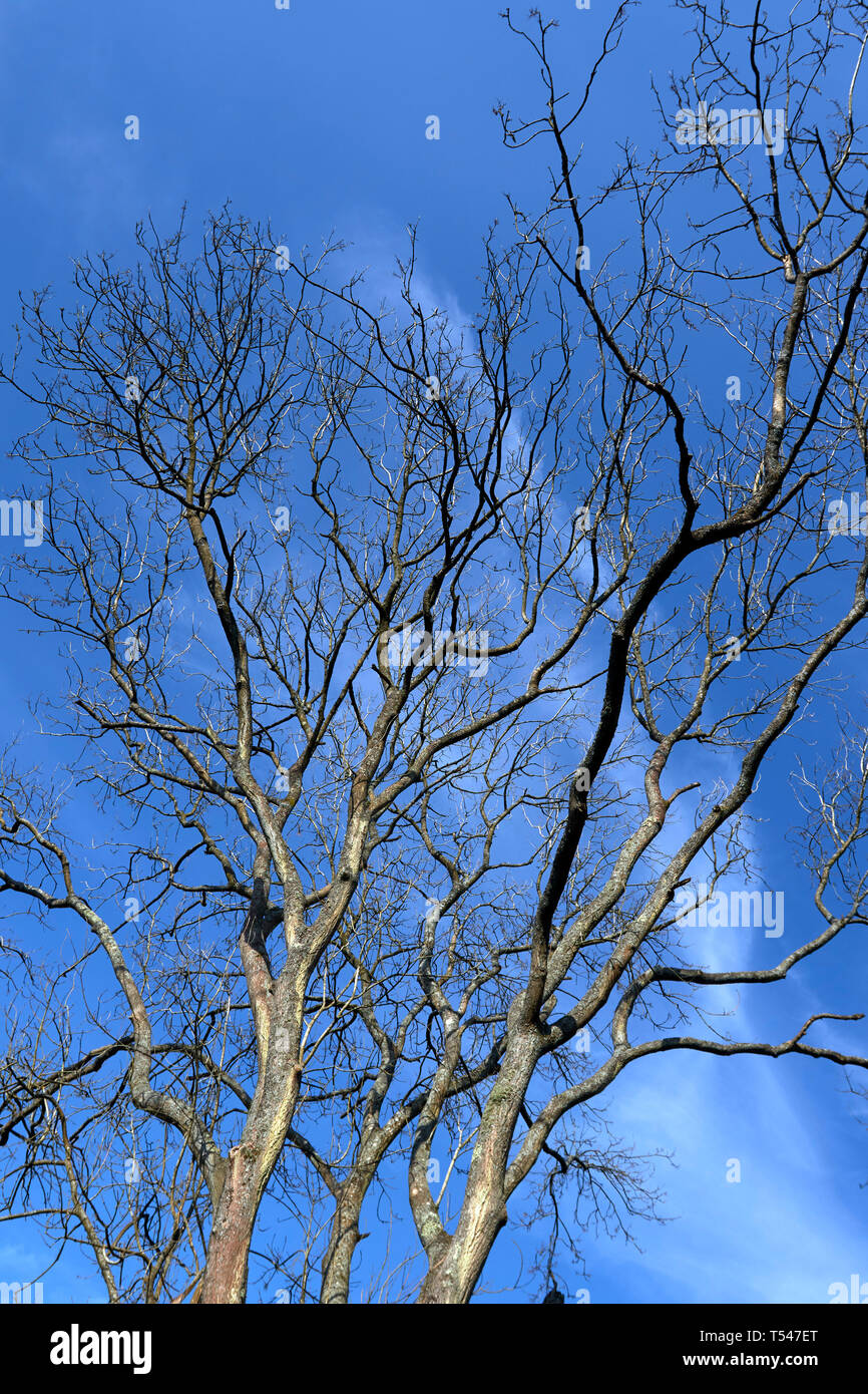 Skyscape abstract with leafless branches and blue sunlit sky Stock ...