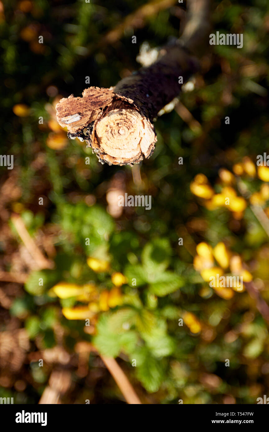 End of cut tree branch nature abstract with out of focus gorse in ...
