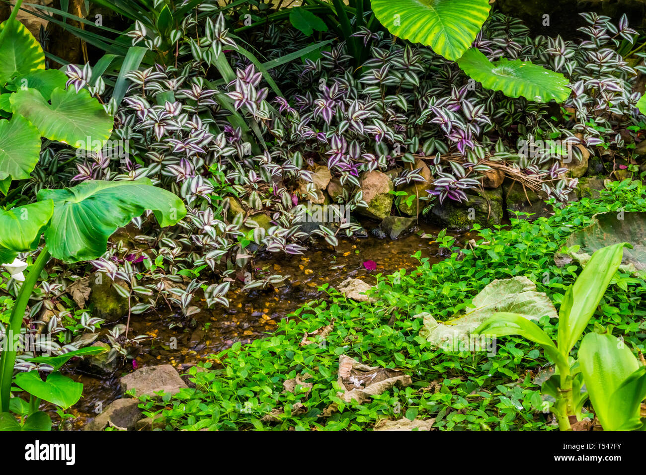 small brook with streaming water in a tropical garden, nature ...