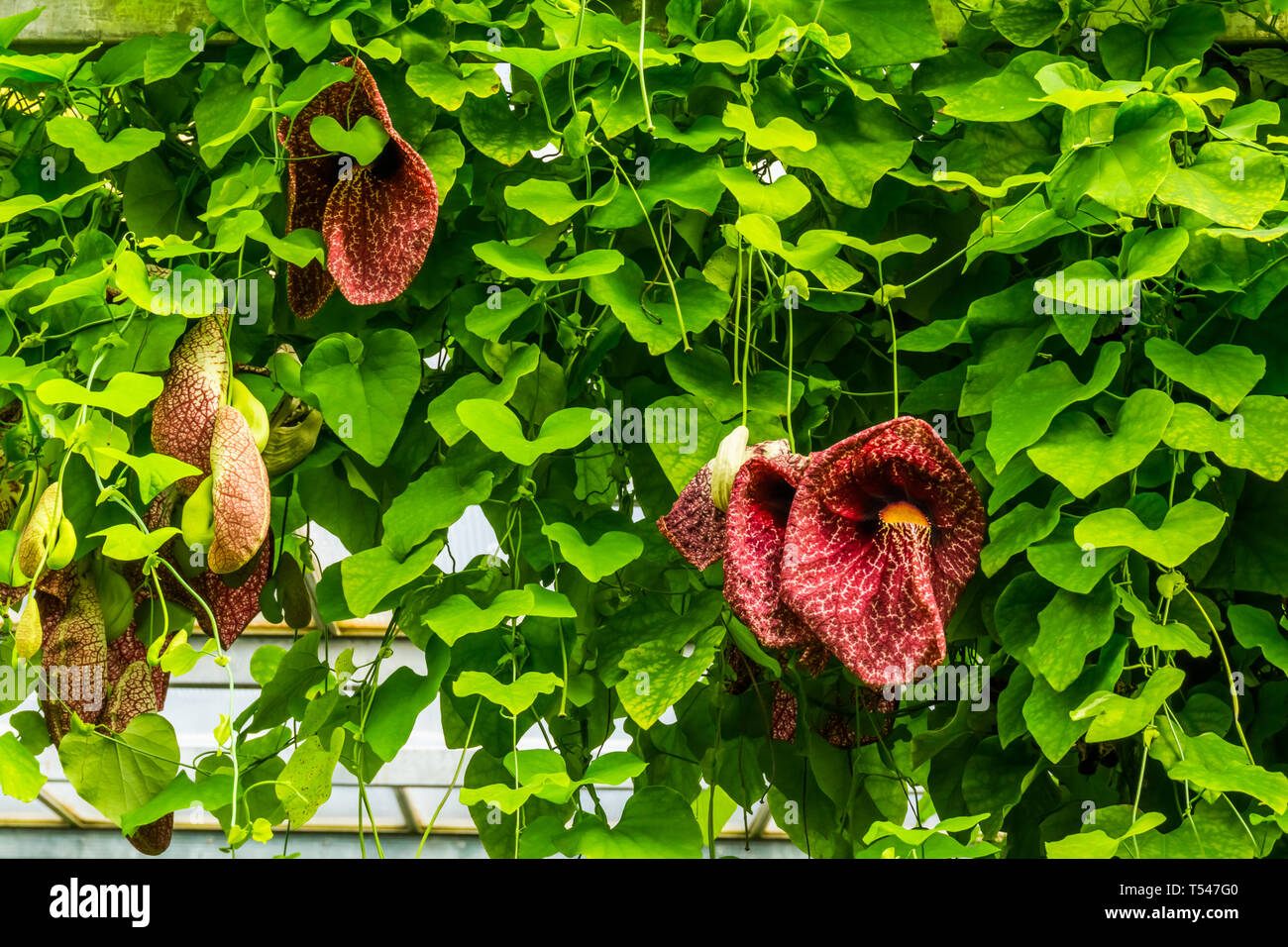 Dutchman's pipe vine hi-res stock photography and images - Alamy