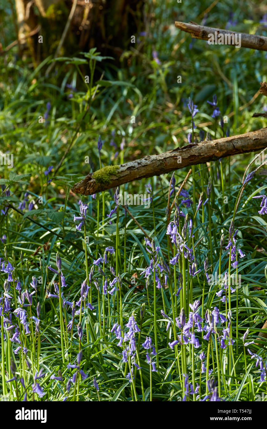 Spring bluebell flowers in reawakening woodland Stock Photo - Alamy