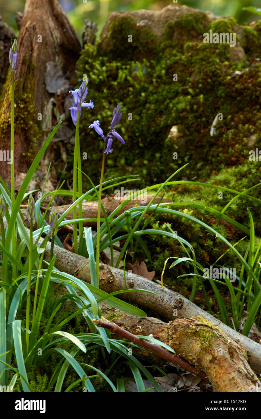 Spring bluebell flowers in reawakening woodland Stock Photo - Alamy