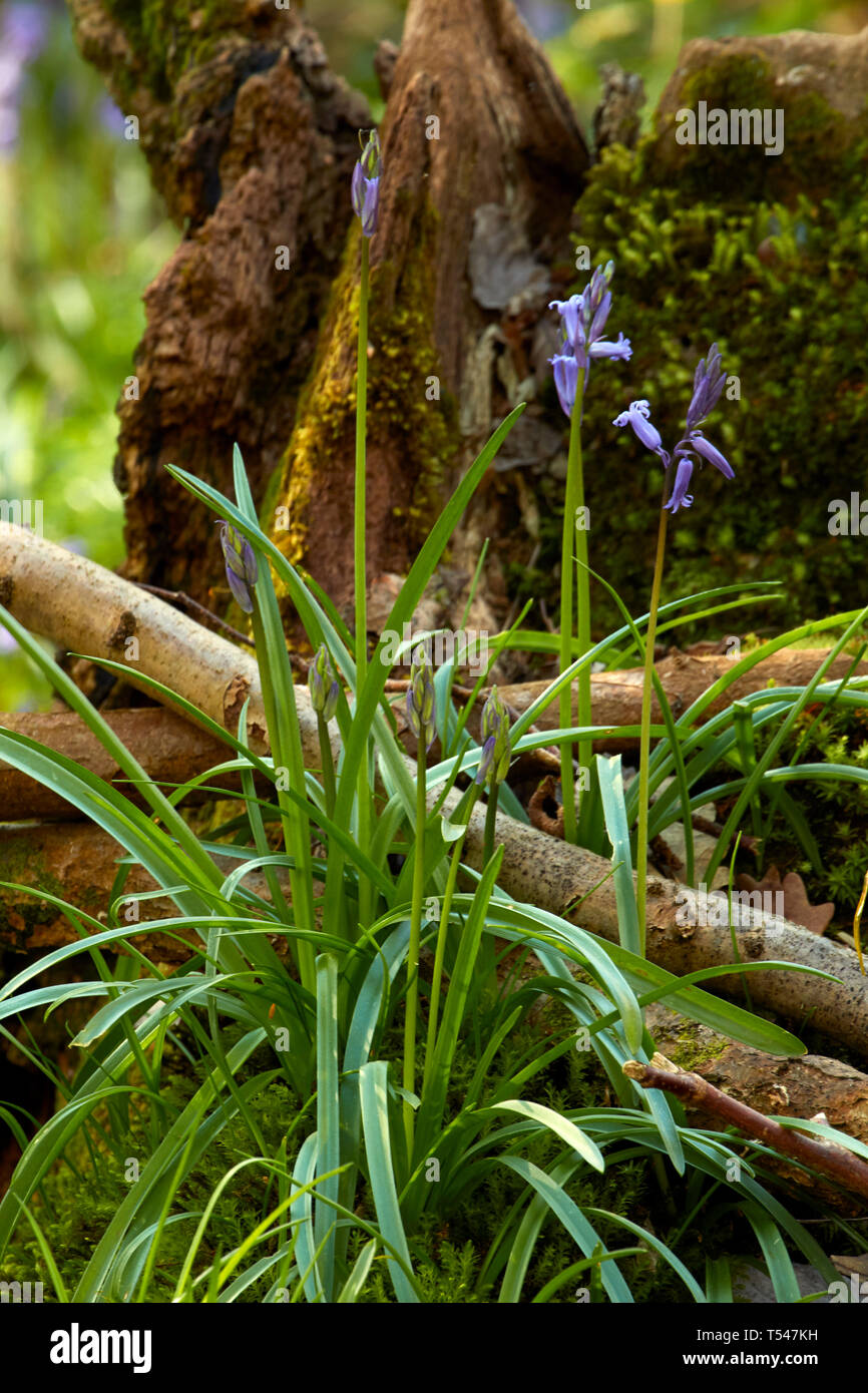 Spring bluebell flowers in reawakening woodland Stock Photo - Alamy
