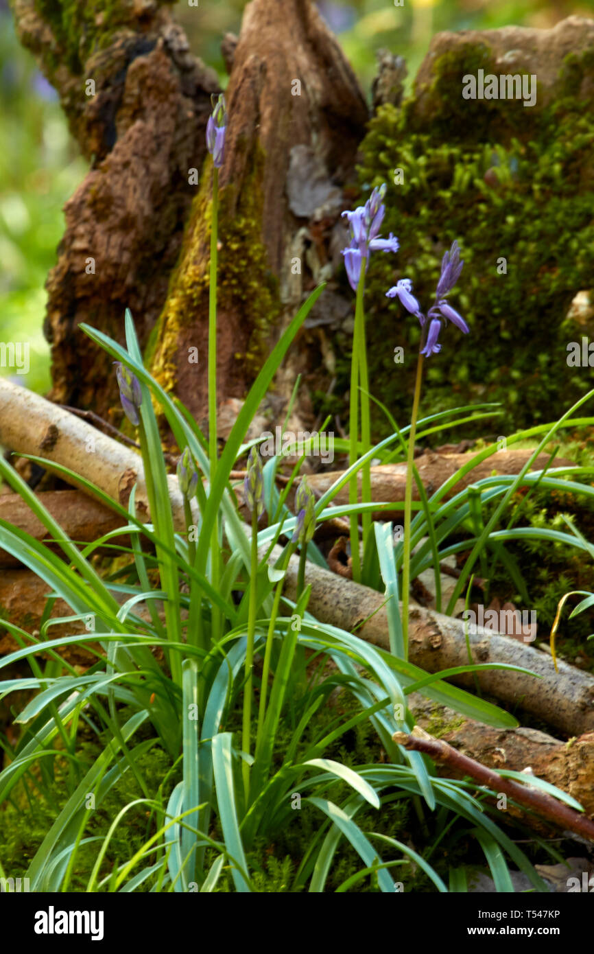 Spring bluebell flowers in reawakening woodland Stock Photo - Alamy