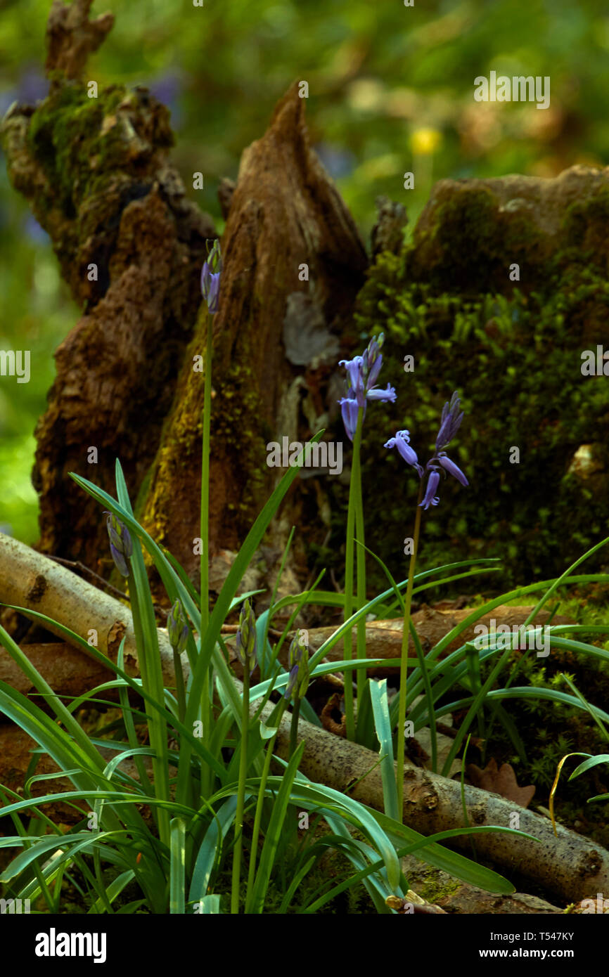 Spring bluebell flowers in reawakening woodland Stock Photo - Alamy