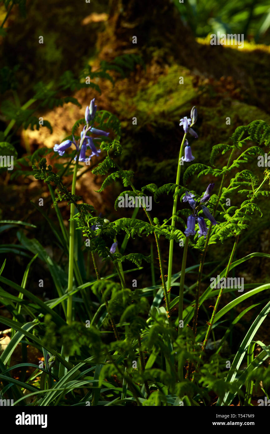 Spring bluebell flowers in reawakening woodland Stock Photo - Alamy