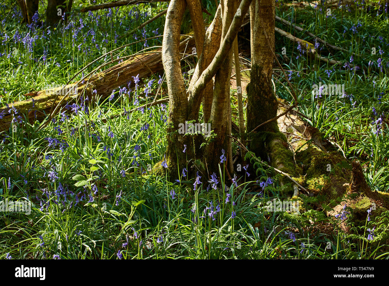Spring bluebell flowers in reawakening woodland Stock Photo - Alamy
