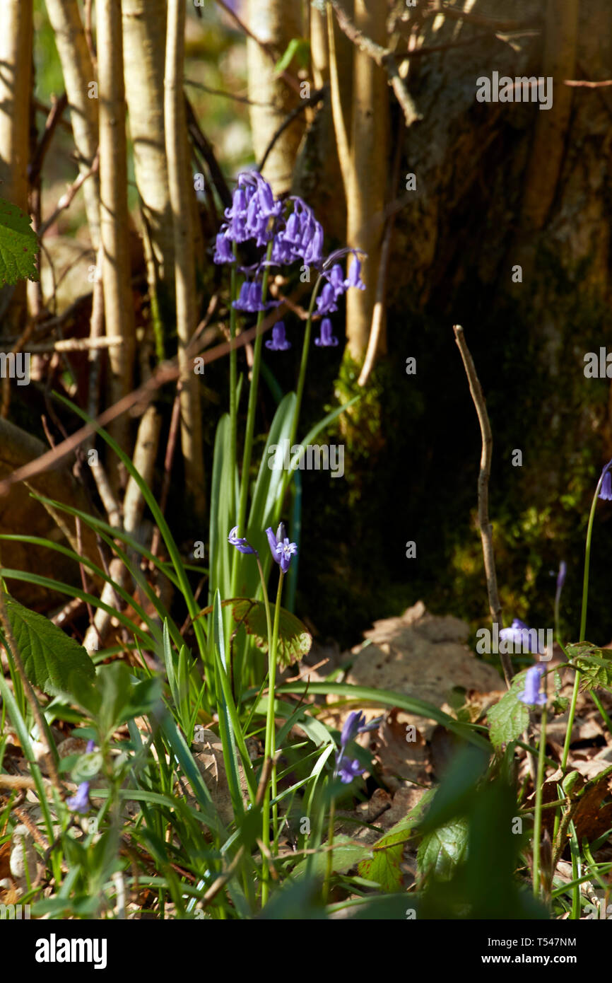 Spring bluebell flowers in reawakening woodland Stock Photo - Alamy