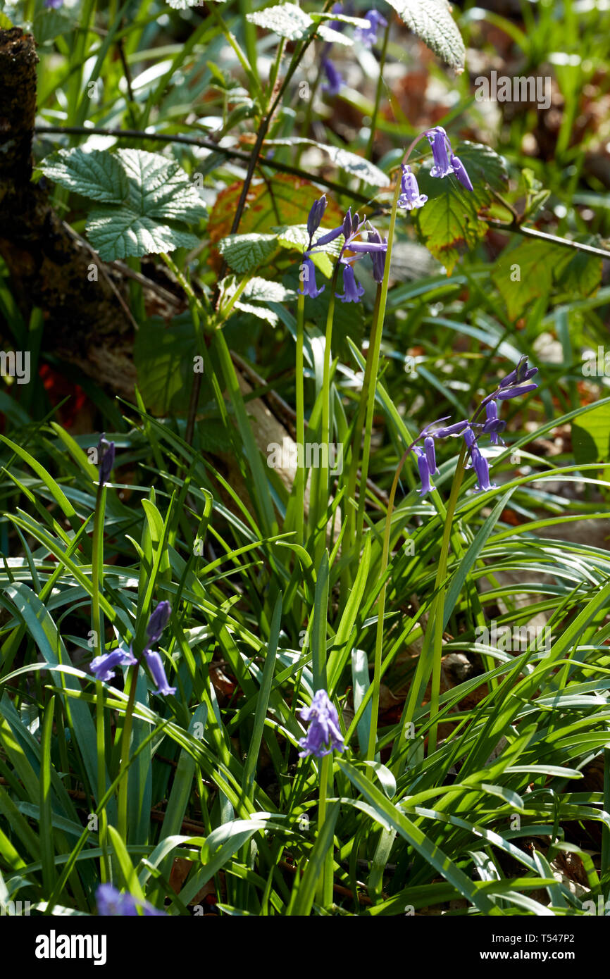 Spring bluebell flowers in reawakening woodland Stock Photo - Alamy