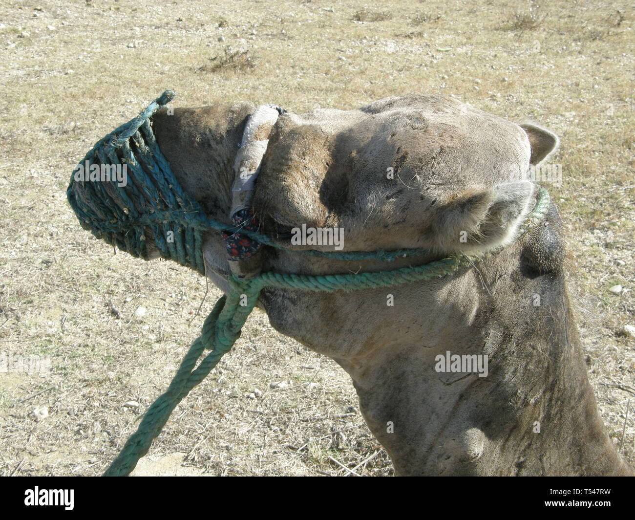 Image of a dromedary head in egypt (Camelus dromedarius). Angry camel ...