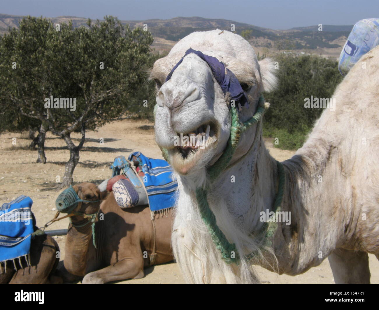Image of a dromedary head in egypt (Camelus dromedarius). Angry camel ...