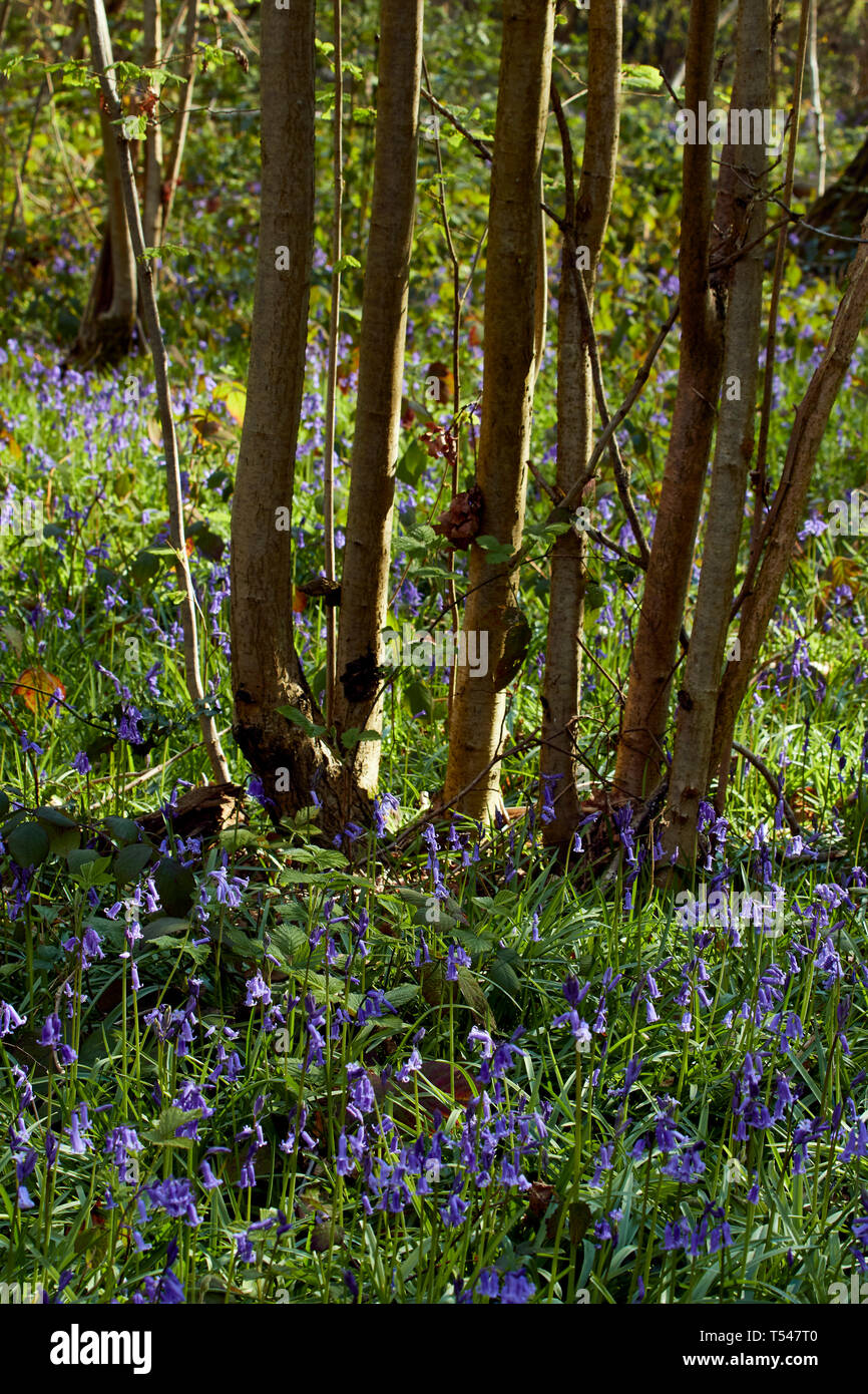 Spring bluebell flowers in reawakening woodland Stock Photo - Alamy