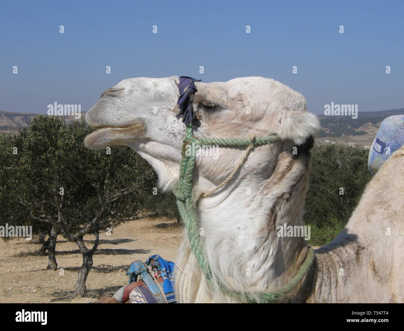 Image of a dromedary head in egypt (Camelus dromedarius). Angry camel ...