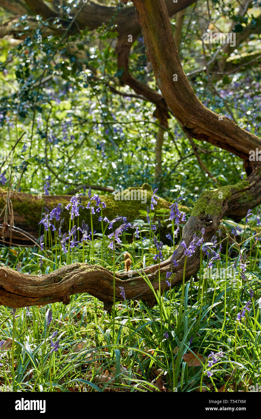 Spring bluebell flowers in reawakening woodland Stock Photo - Alamy