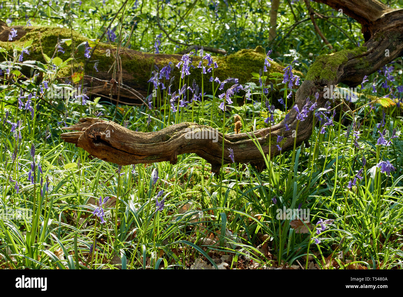 Spring bluebell flowers in reawakening woodland Stock Photo - Alamy