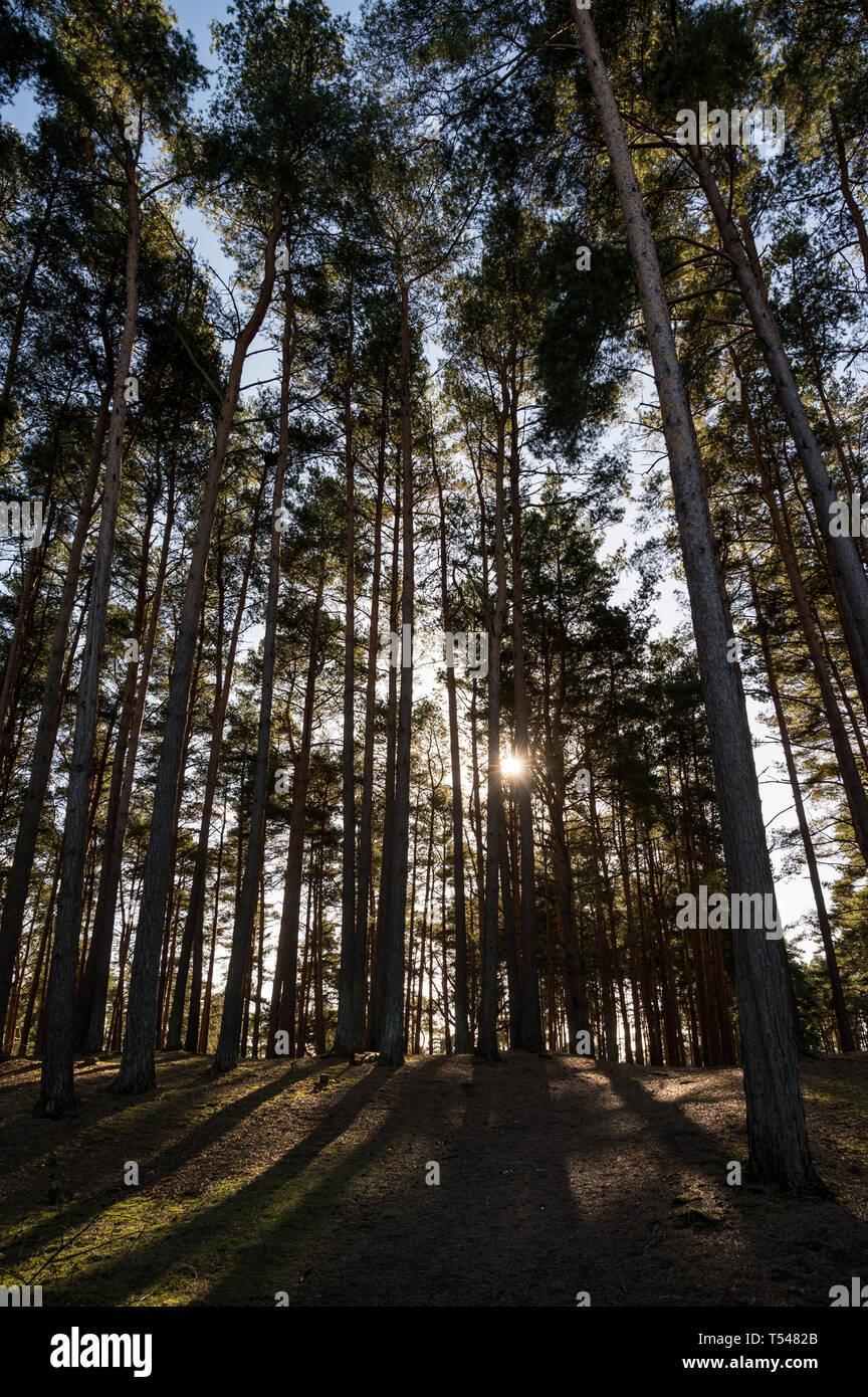 Frensham ponds surrey winter hi-res stock photography and images - Alamy
