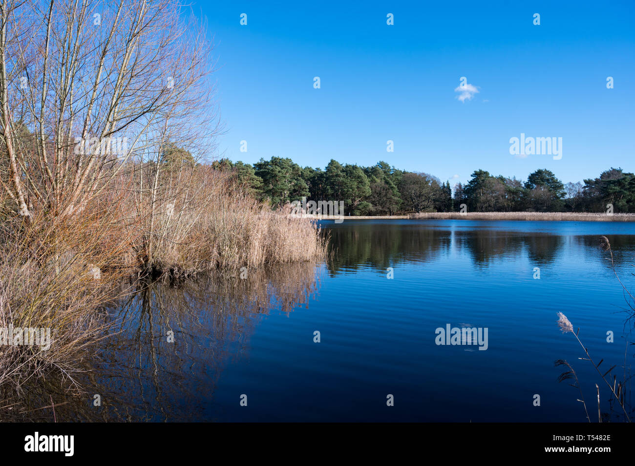 Frensham ponds surrey winter hi-res stock photography and images - Alamy