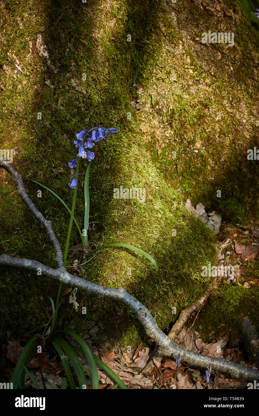 Spring bluebell flowers in reawakening woodland Stock Photo - Alamy
