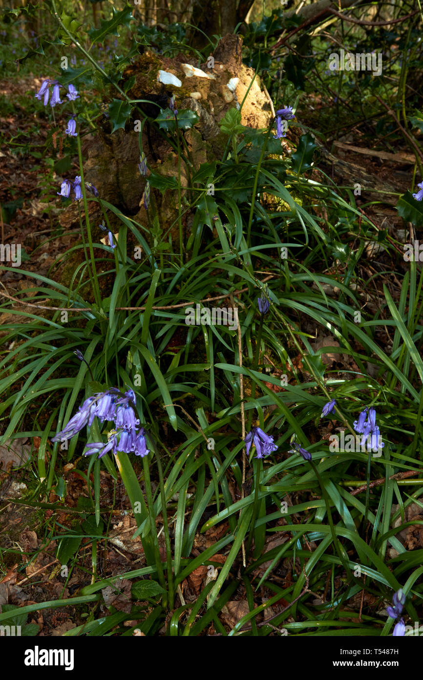Spring bluebell flowers in reawakening woodland Stock Photo - Alamy
