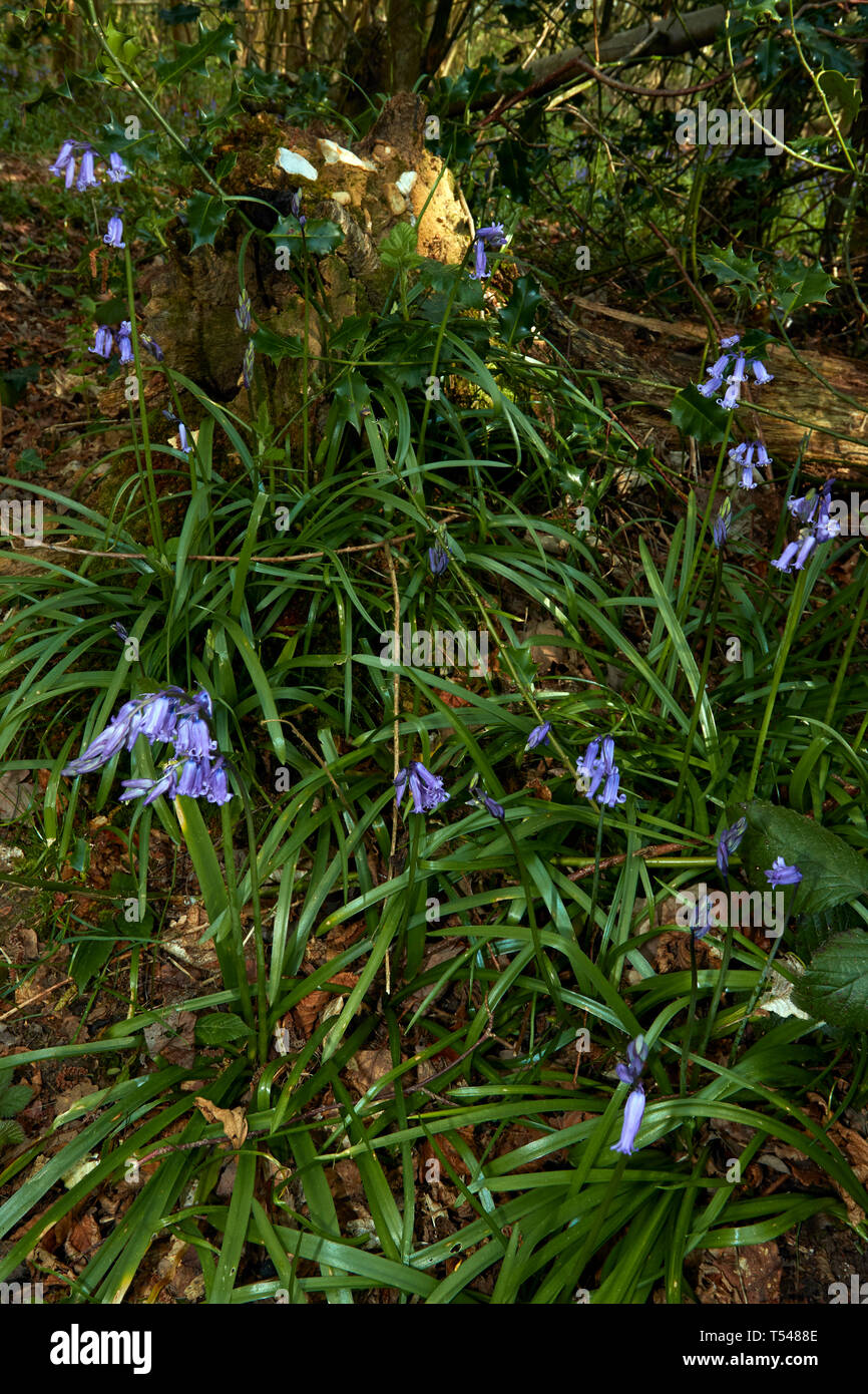 Spring bluebell flowers in reawakening woodland Stock Photo - Alamy