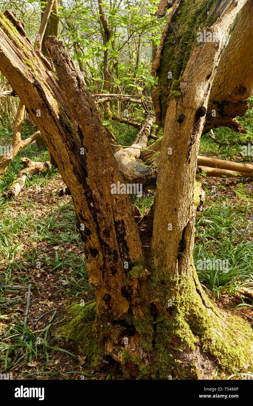 Regrowth Trees Bark Trunk High Resolution Stock Photography and Images ...