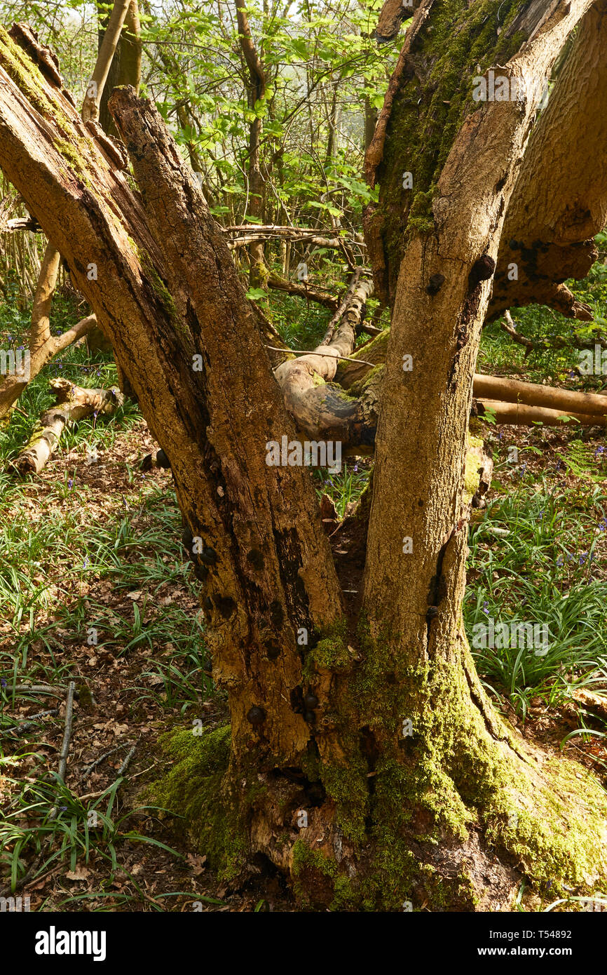 Split tree trunk in the spring sunshine with woodland background Stock ...