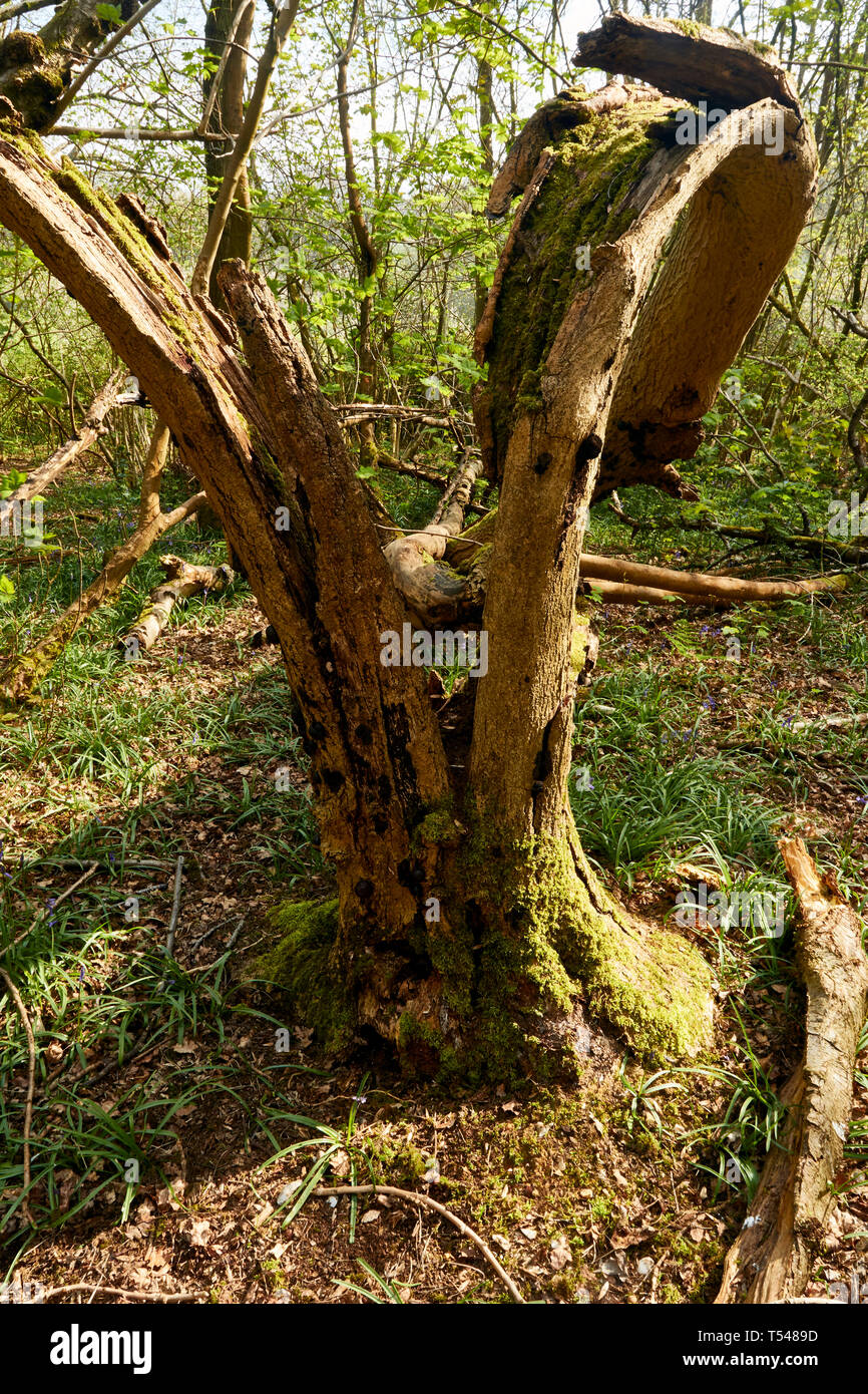 Regrowth Trees Bark Trunk High Resolution Stock Photography and Images ...
