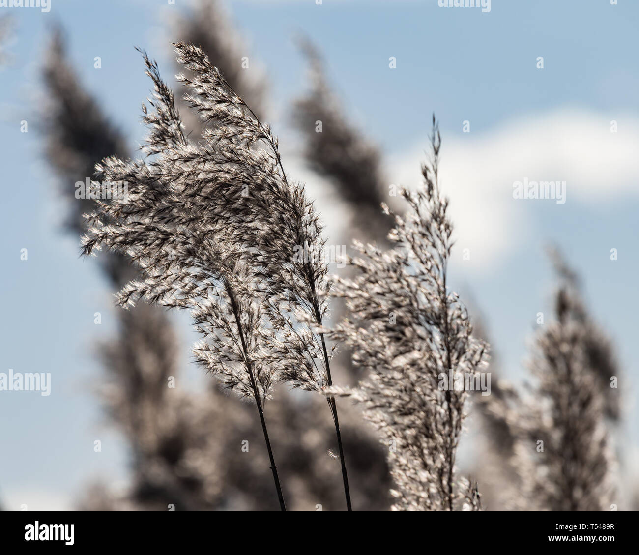 Frensham ponds surrey winter hi-res stock photography and images - Alamy