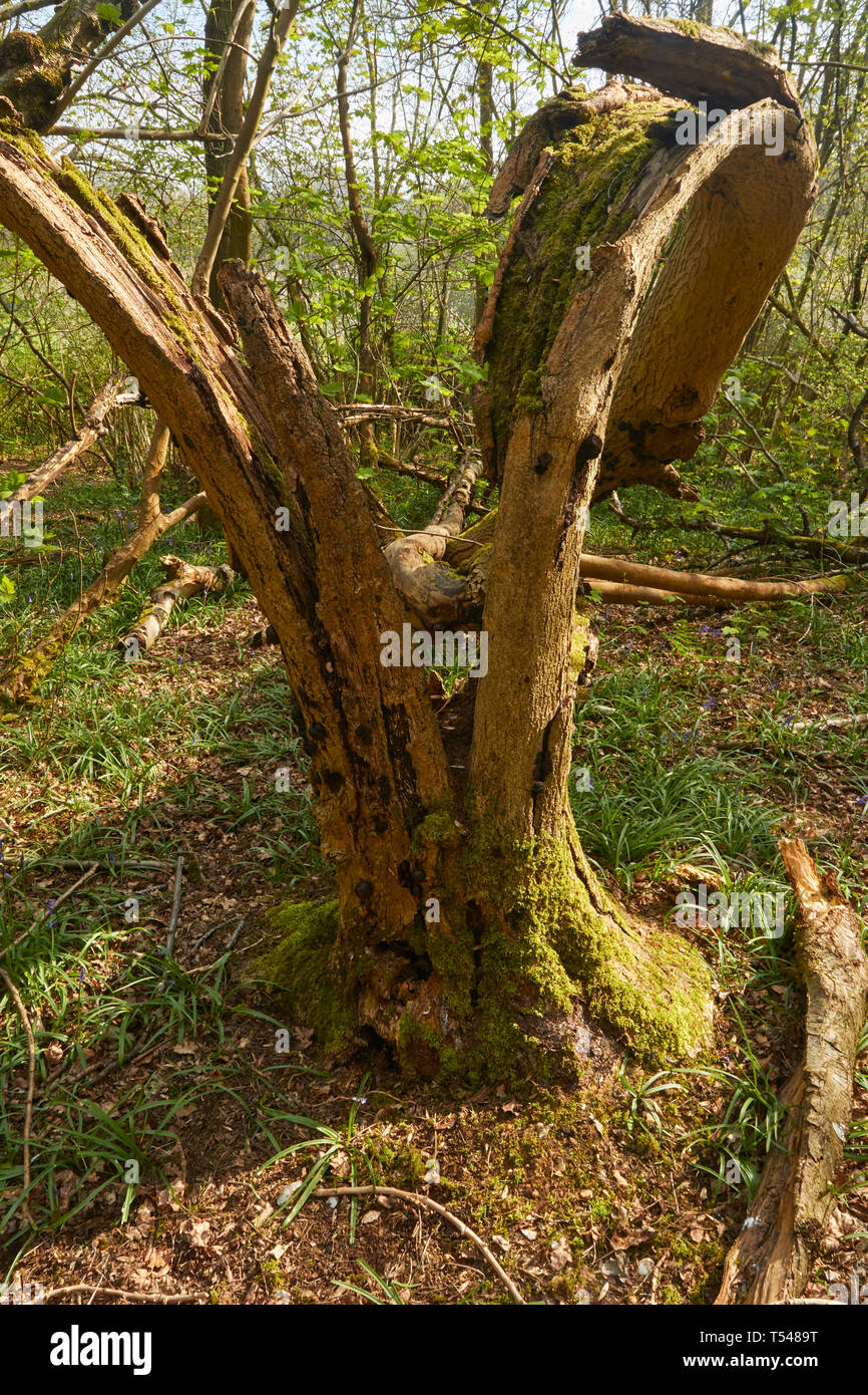 Split tree trunk in the spring sunshine with woodland background Stock ...