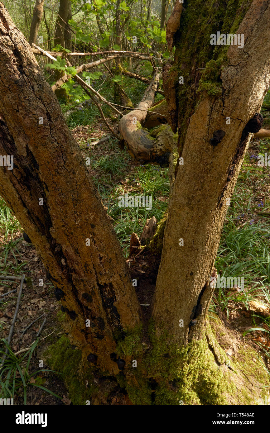 Split tree trunk in the spring sunshine with woodland background Stock ...