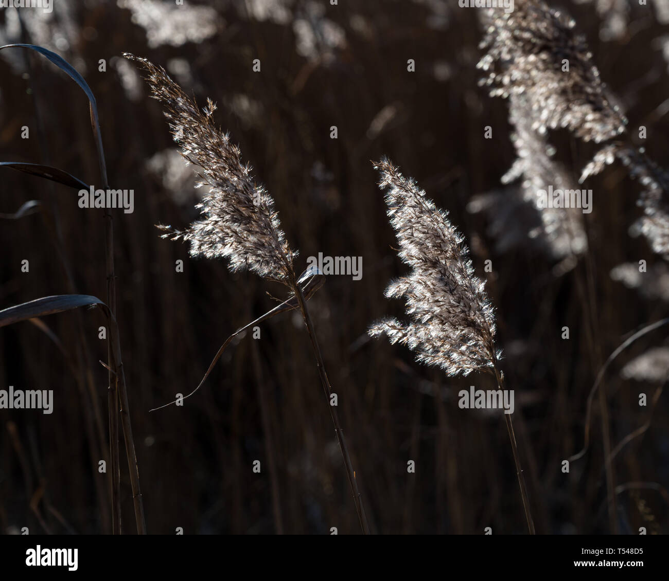 Ice at frensham hi-res stock photography and images - Alamy