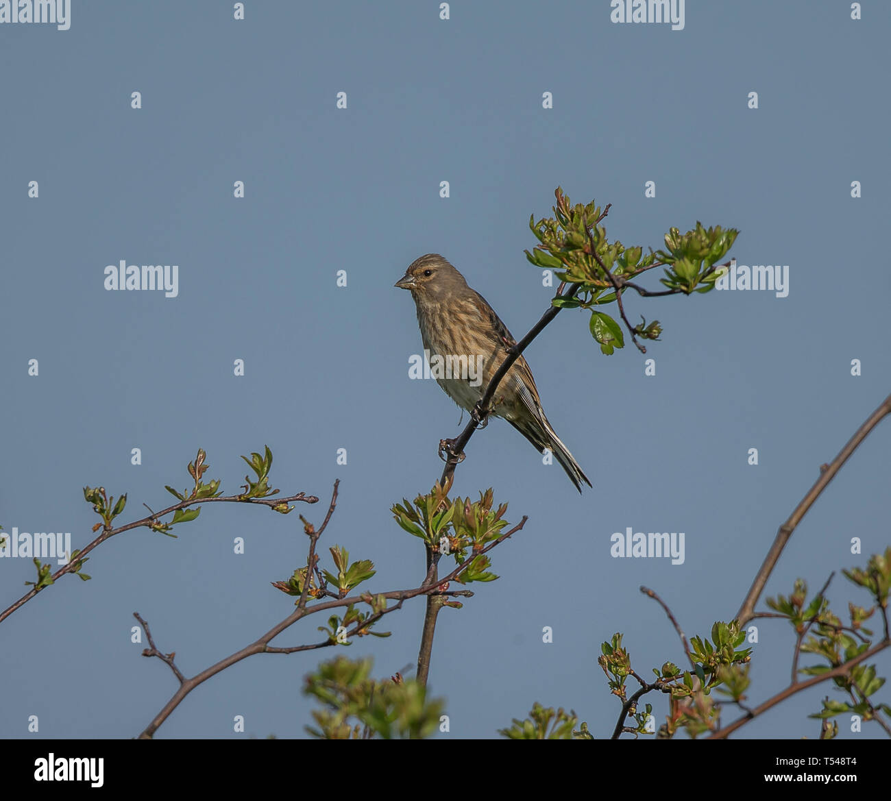Linnet open countryside hi-res stock photography and images - Alamy