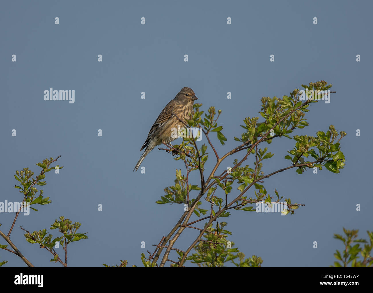 Linnet open countryside hi-res stock photography and images - Alamy