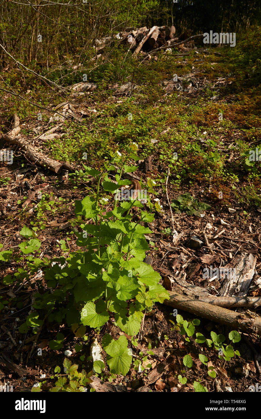 Sparse woodland floor background in early spring sunshine Stock Photo ...