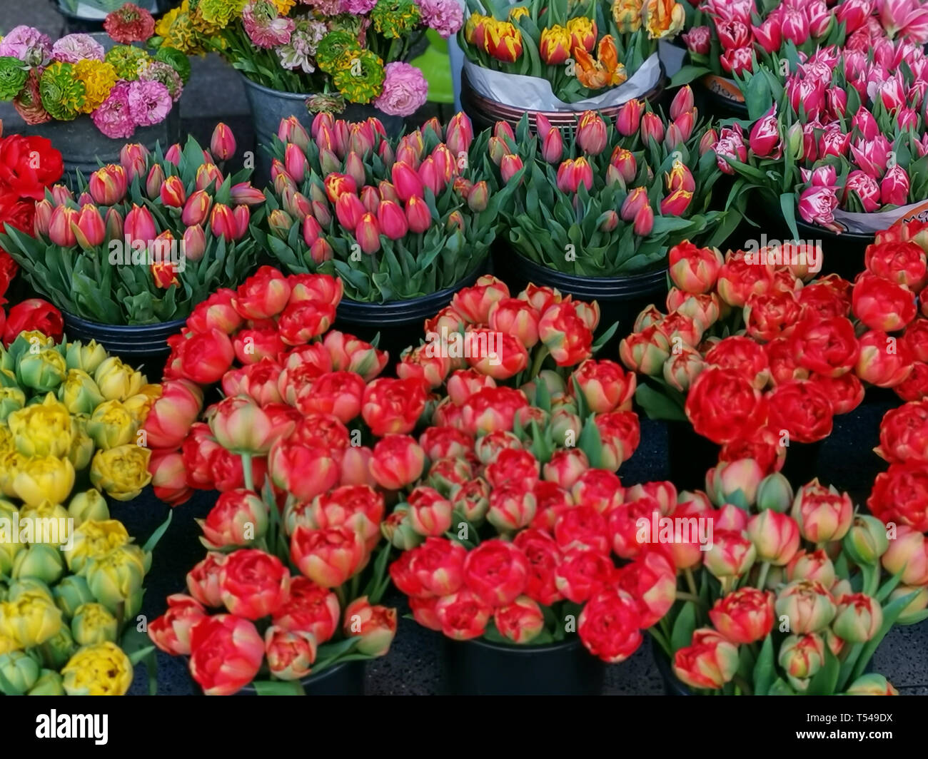 Blooming tulips in a variety of colors on a market stand Stock Photo ...
