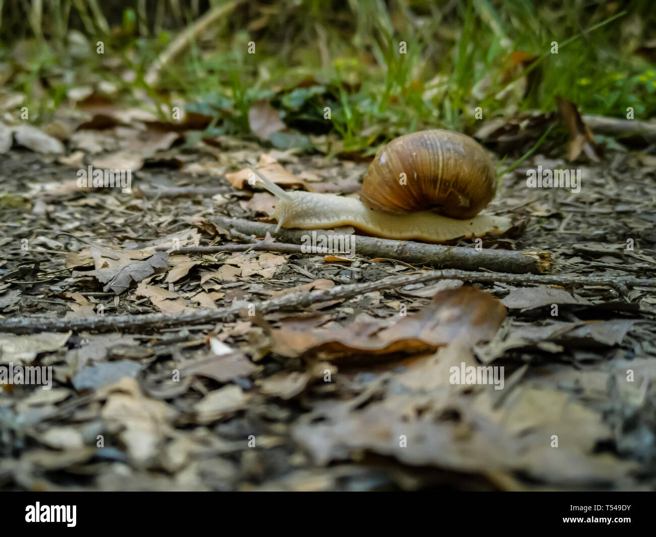 a pale snail with a snail shell crossing a small branch on the ground ...