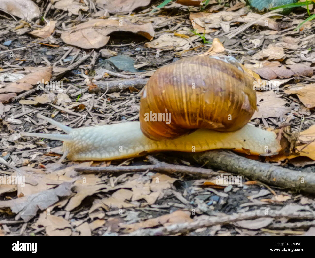 a pale snail with a snail shell crossing a small branch on the ground ...