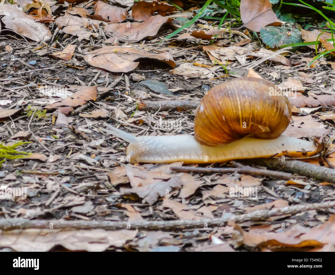 a pale snail with a snail shell crossing a small branch on the ground ...