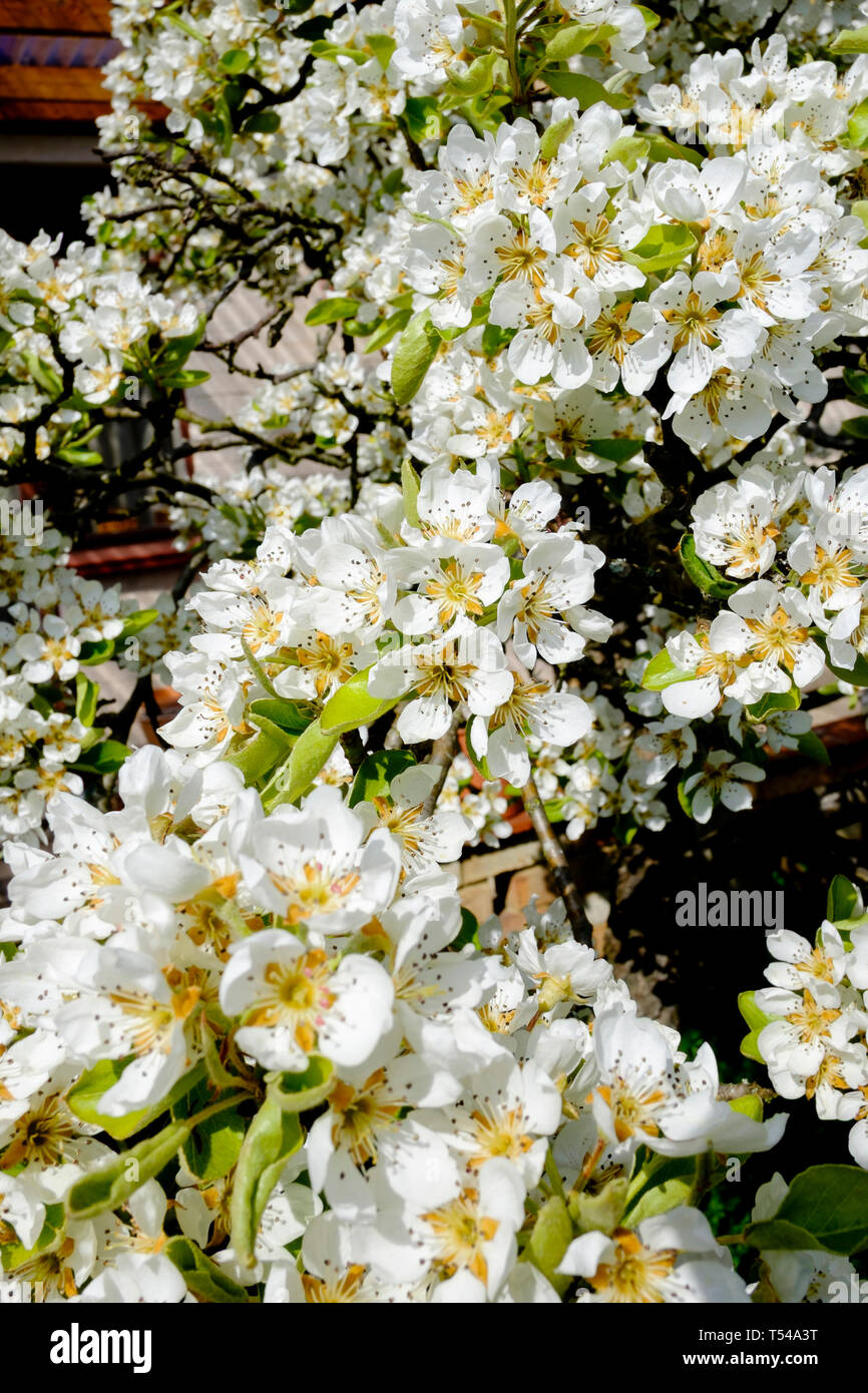 Pear tree blossom Stock Photo - Alamy