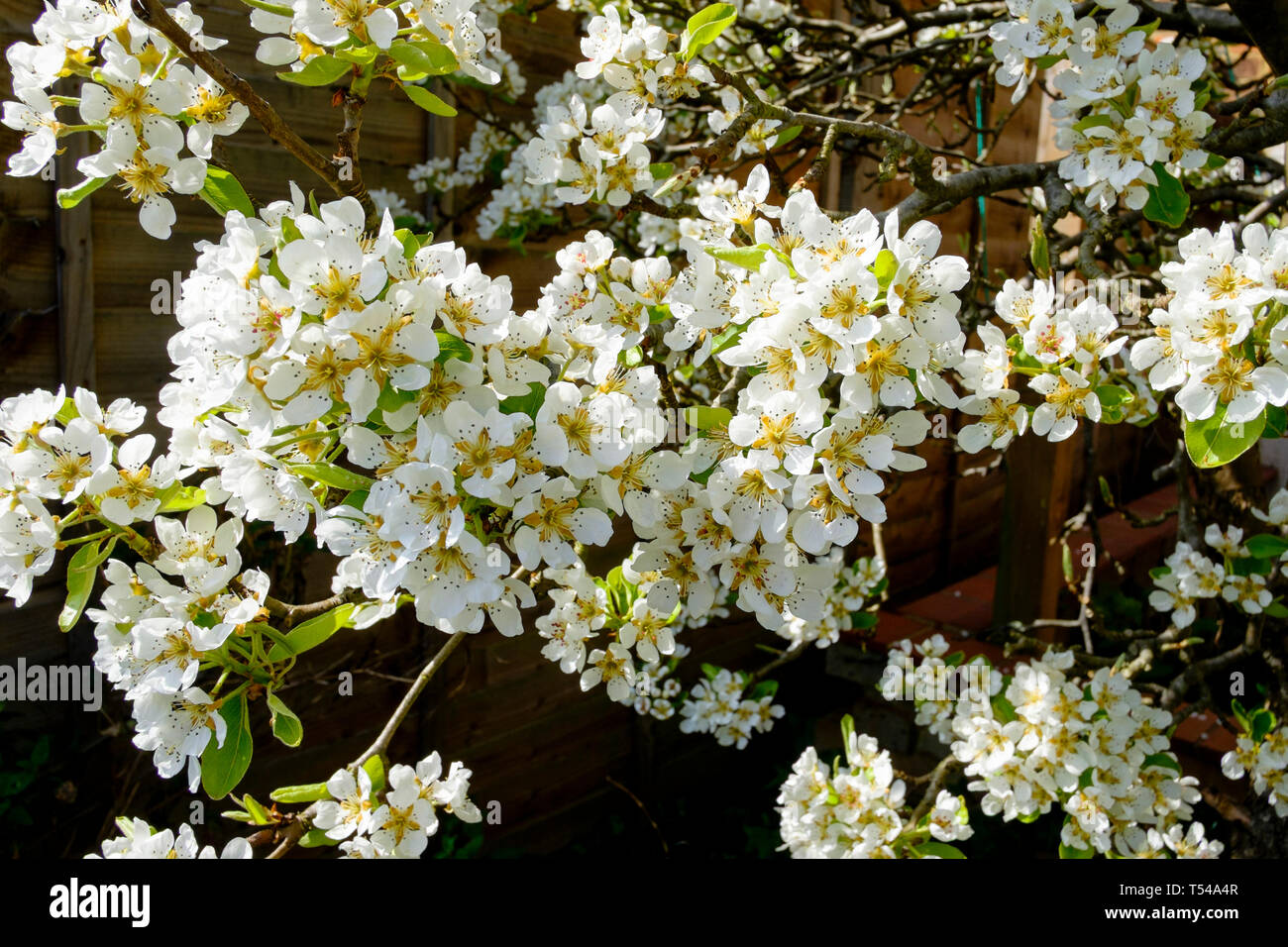 Pear Tree Blossom Stock Photos & Pear Tree Blossom Stock Images - Alamy