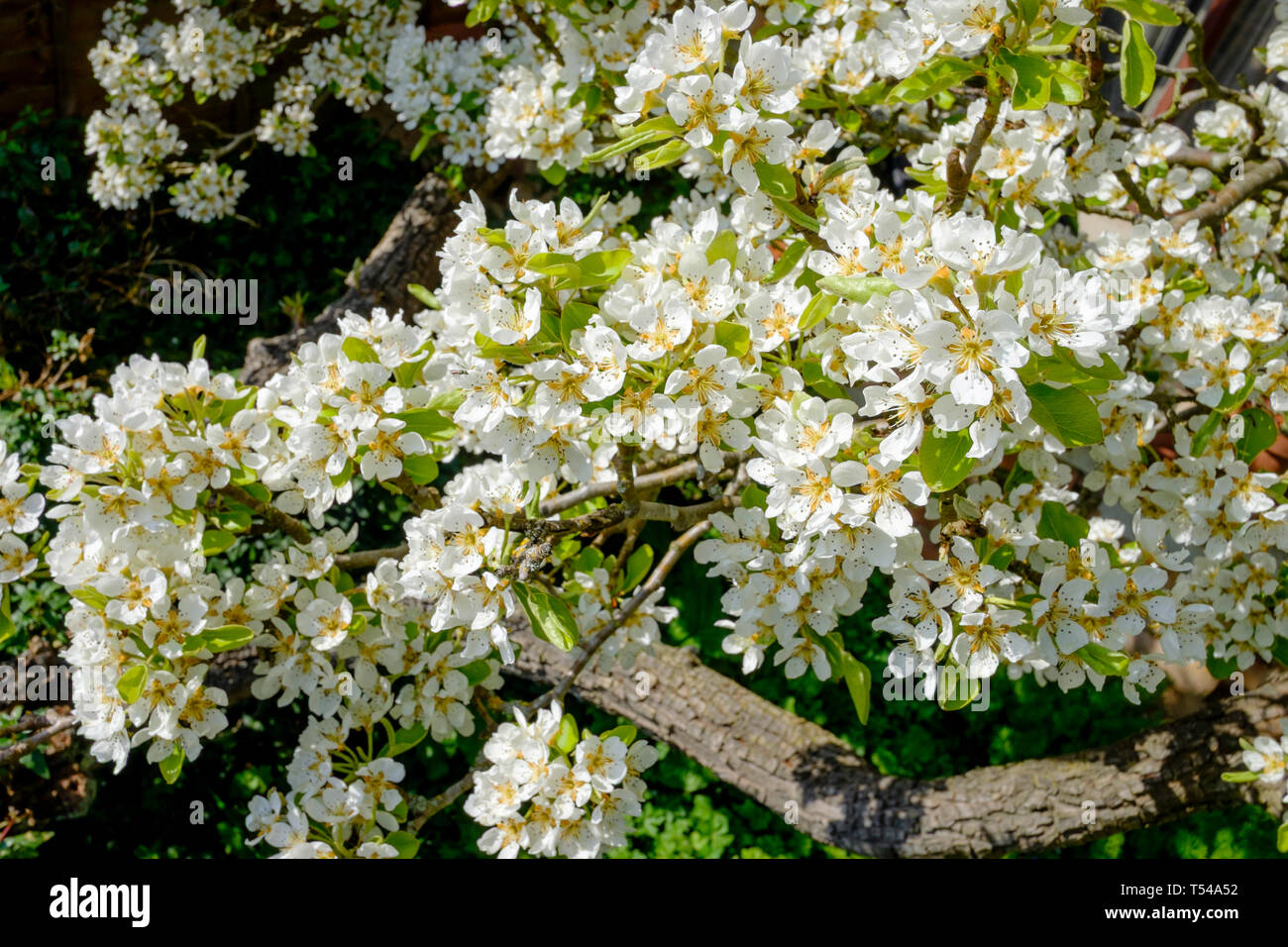Pear tree blossom Stock Photo - Alamy