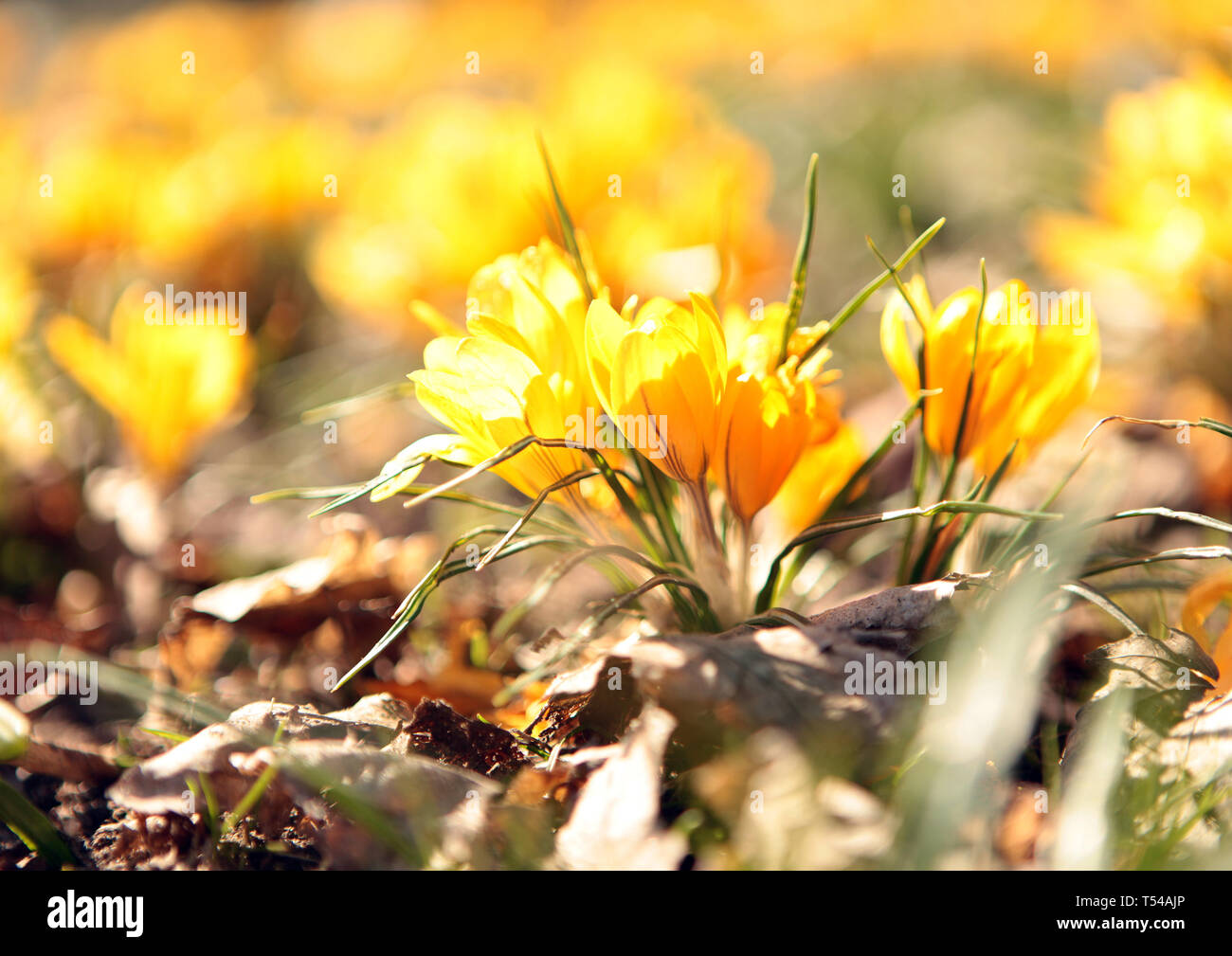 Butterfly flower border hi-res stock photography and images - Alamy