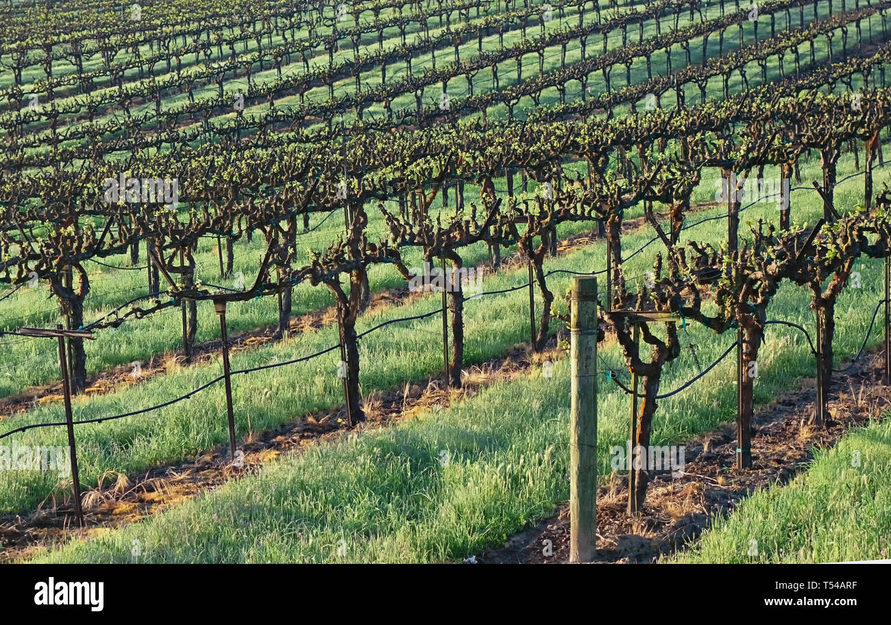 Linear pattern of the rows of grapevines of a vineyard Stock Photo - Alamy