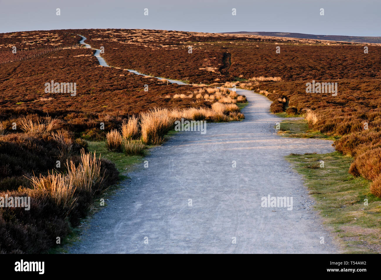 The Portway summit path on the Long Mynd, Church Stretton, Shropshire ...