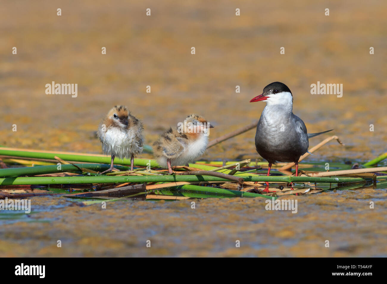 common tern (sterna hirundo) on the nest Stock Photo - Alamy