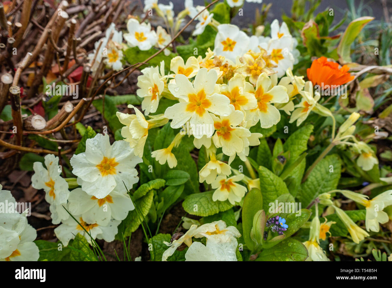 Beautiful yellow primula in hi-res stock photography and images - Alamy