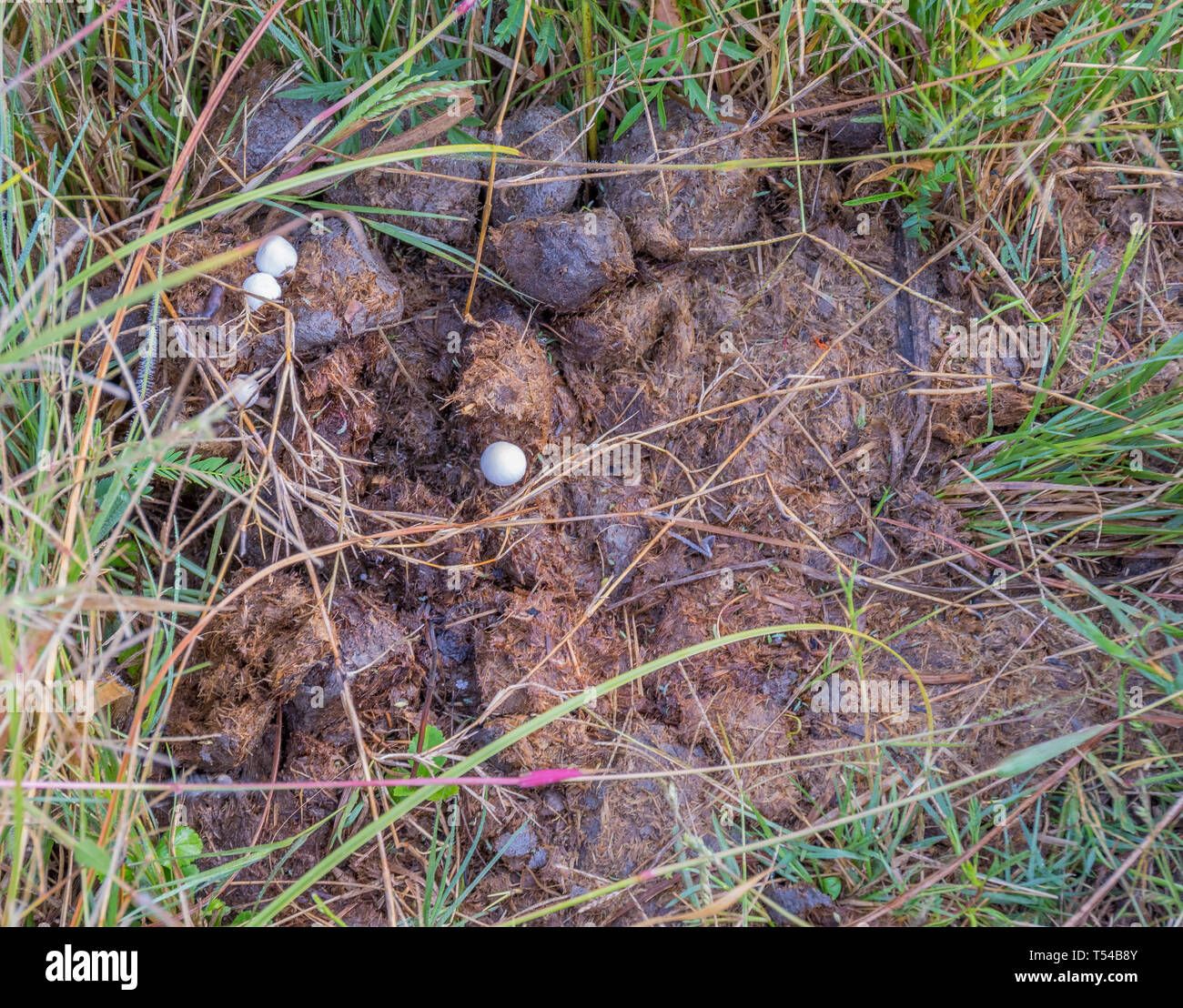 Dung-loving fungi growing from animal poop in the wild image with copy ...
