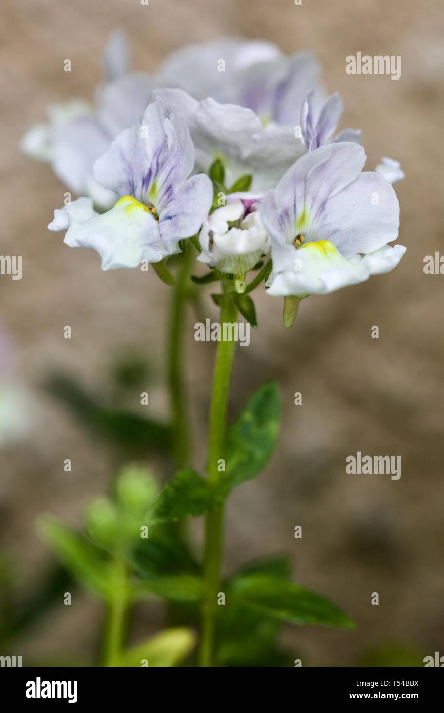 Easter bonnet hi-res stock photography and images - Alamy