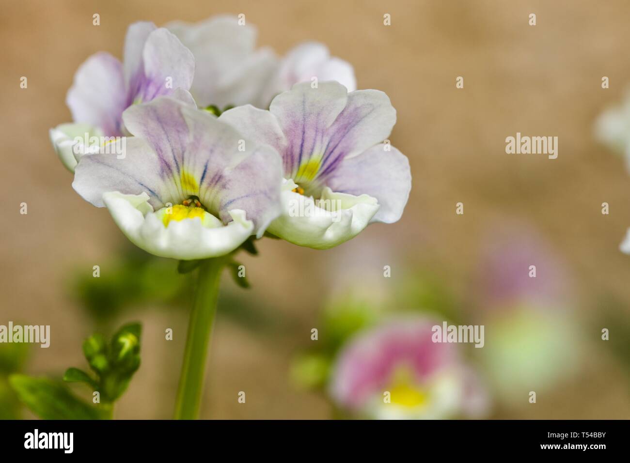 Lavender bonnet hi-res stock photography and images - Alamy